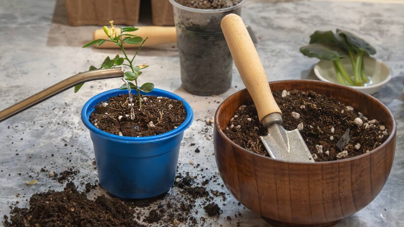 Perlite vs Pumice: Which is Best for Your Plants? | Airtasker AU