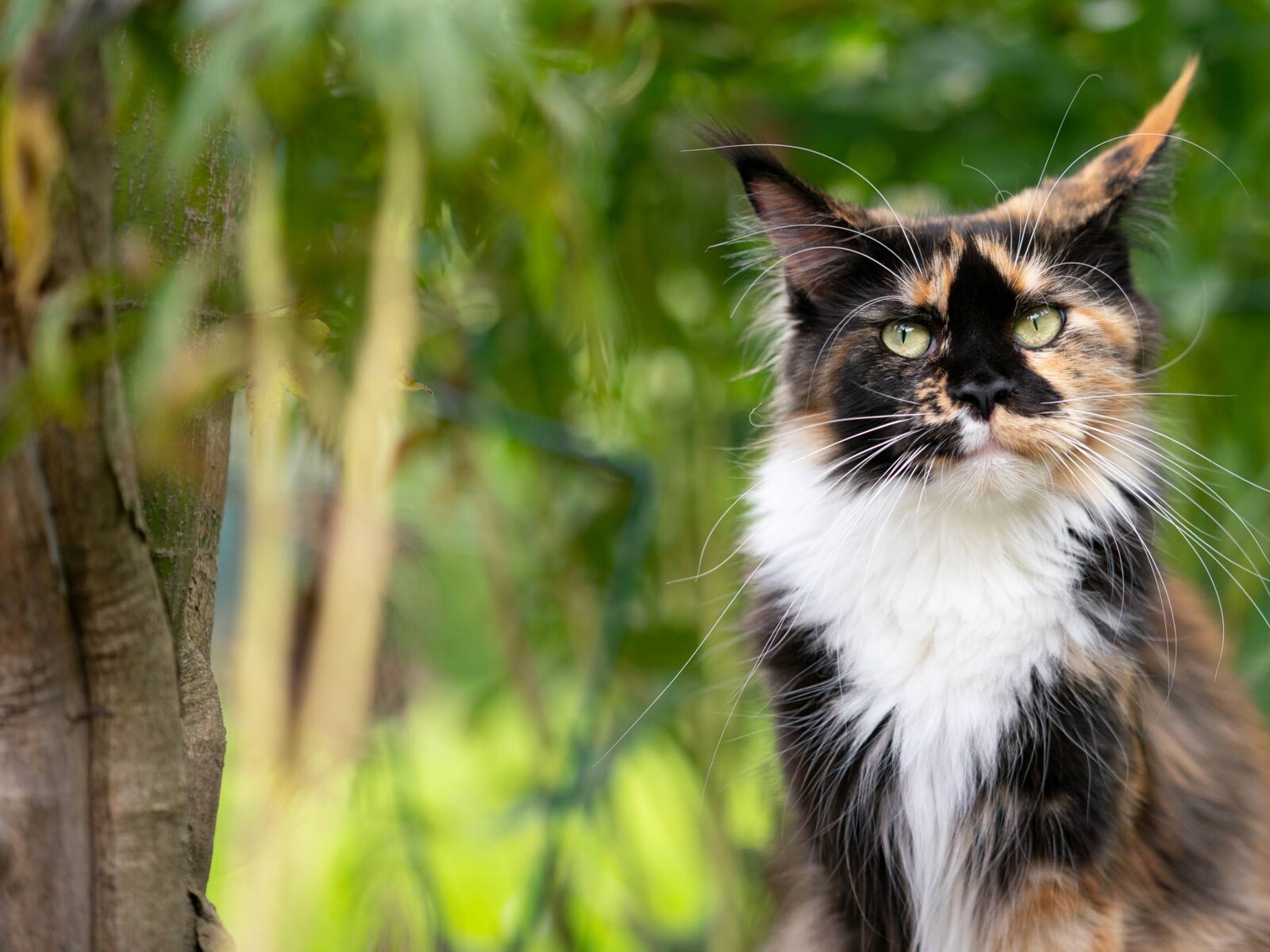 Calico Cat Why Are Calico Cats Almost Always Female? Catit