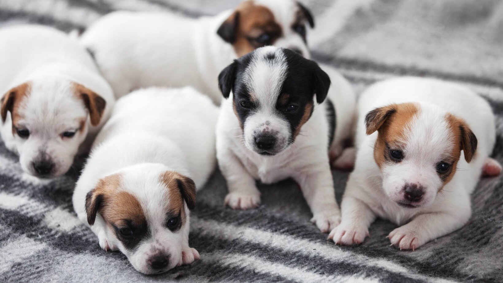 Understanding Male vs. Female Dogs: Which one is for you? | Airtasker US