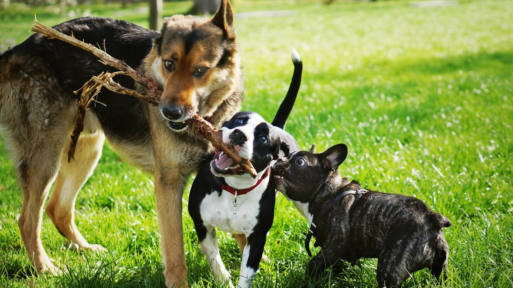 Understanding Male vs Female Dogs: Which one is for you? | Airtasker AU