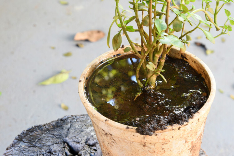 Overwatered Plants vs Underwatered: How to Fix Them? | Airtasker AU