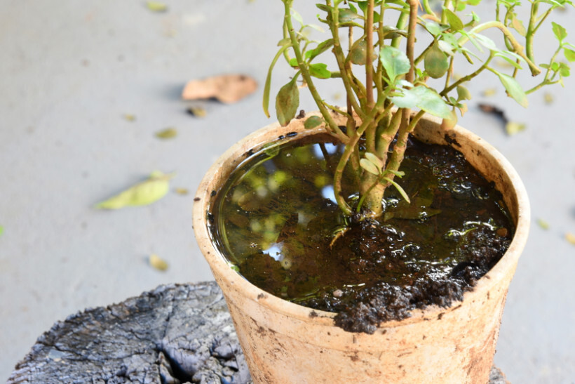 Overwatered Plants vs Underwatered: How to Fix Them? | Airtasker AU