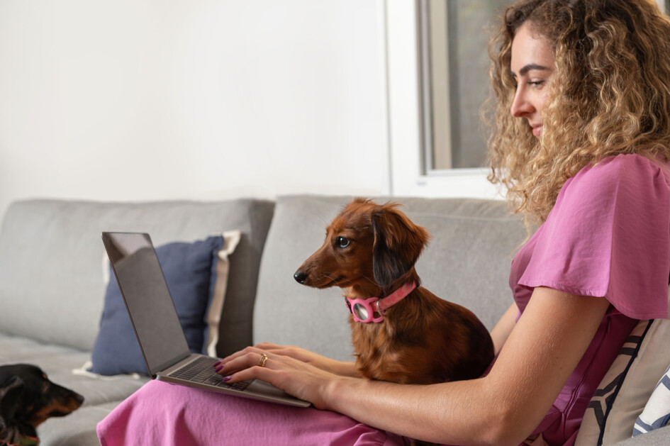 Pet Sitting vs Boarding: Which is the Best for Your Pet? | Airtasker AU