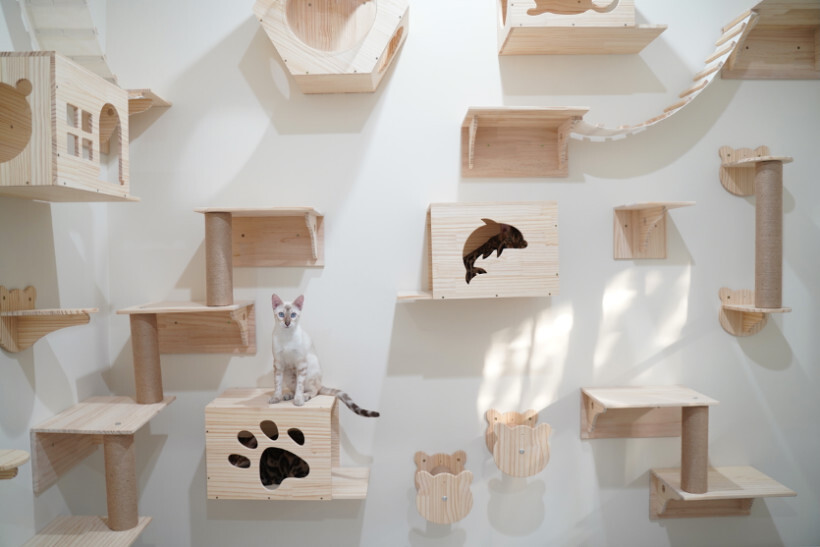 Pet Sitting vs Boarding: Which is the Best for Your Pet? | Airtasker AU