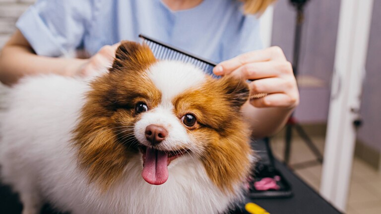 Understanding Male vs Female Dogs: Which one is for you? | Airtasker AU