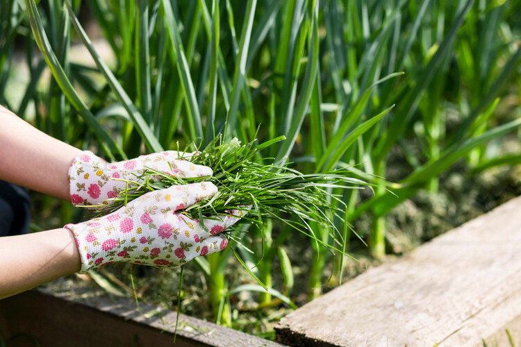 Bagging Grass vs Mulching: Which is Best for Your Lawn? | Airtasker AU