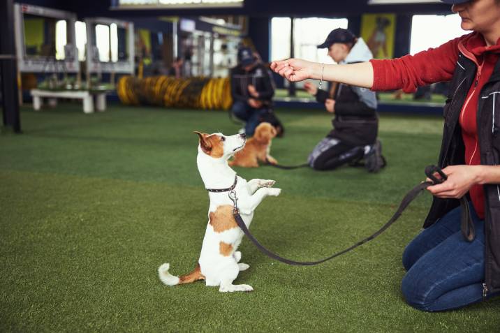 How Much Does Dog Training Cost In The UK (2025)? | Airtasker UK