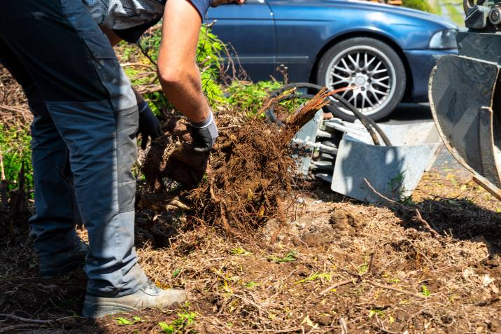 How To Remove Hedges Without Any Legal Problems | Airtasker UK