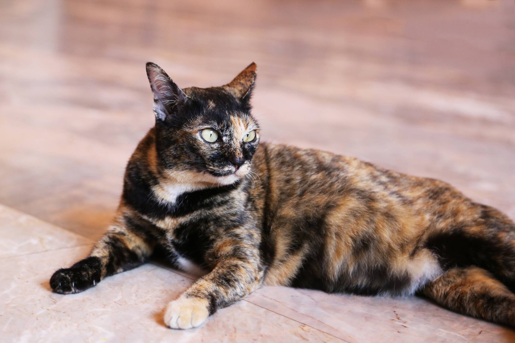 Calico Cat vs. Tortie | Airtasker US