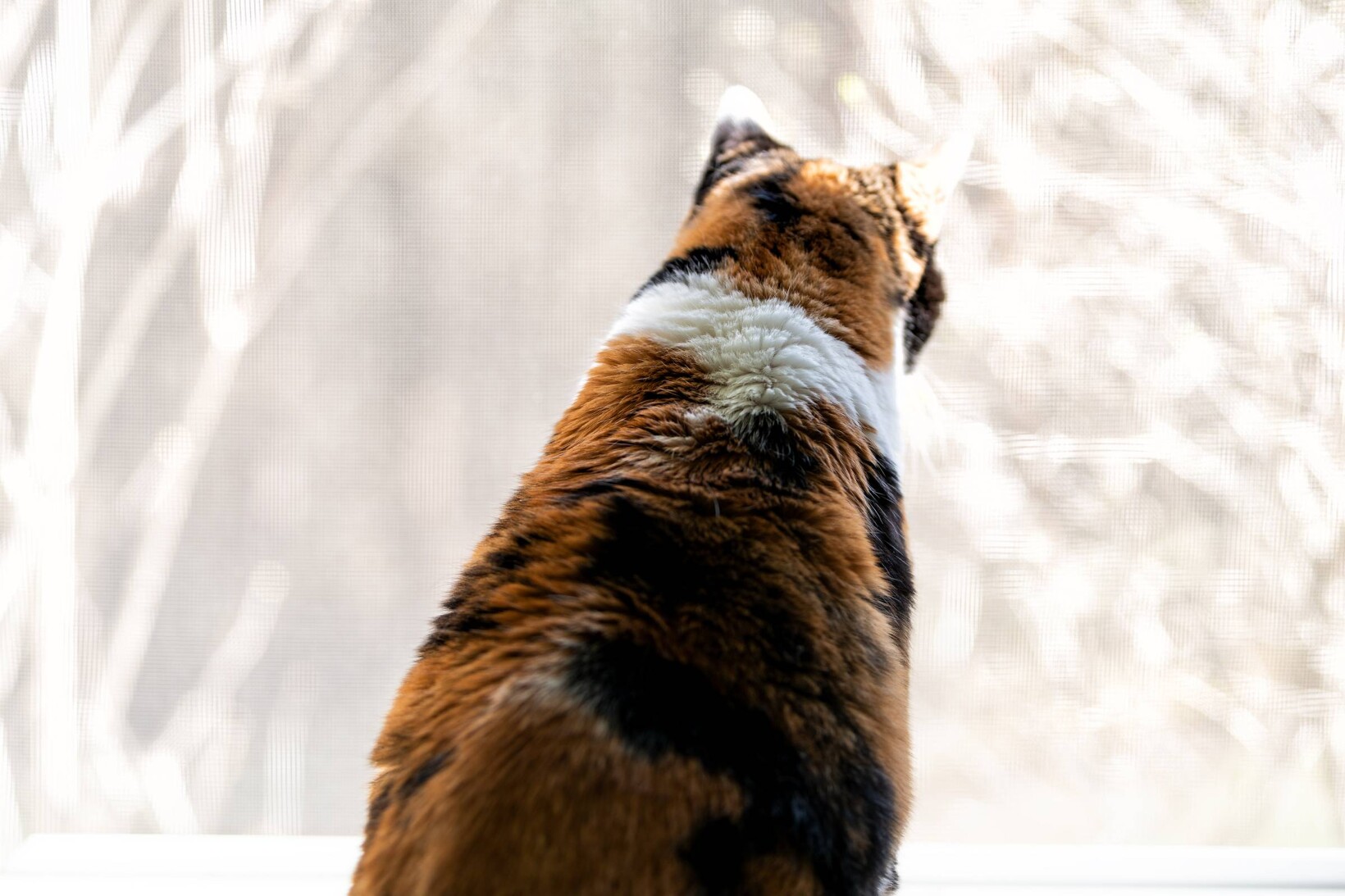 Spotting the Difference Between Calico and Tortie Cats | Airtasker US