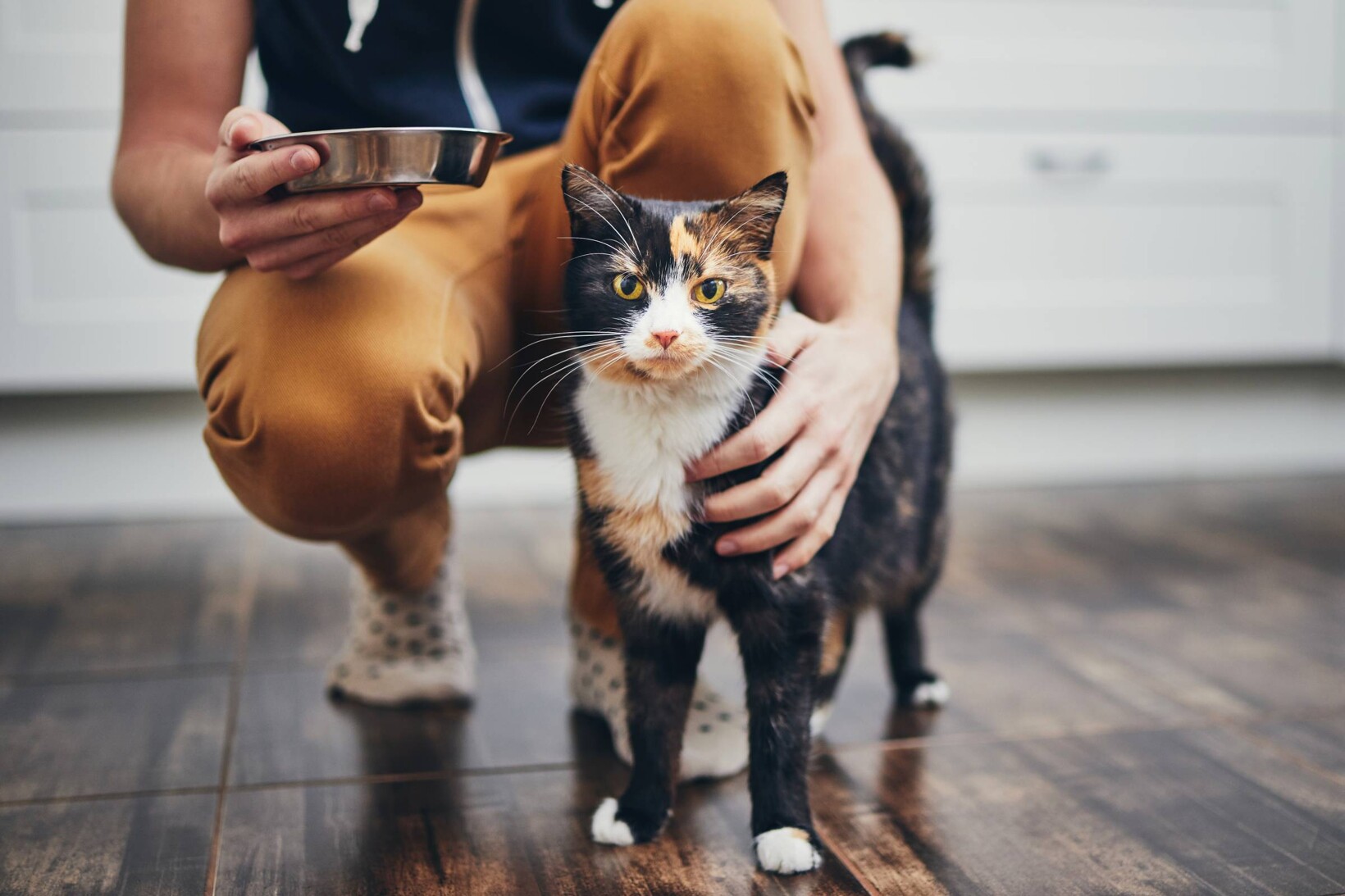 Spotting the Difference Between Calico and Tortie Cats | Airtasker US
