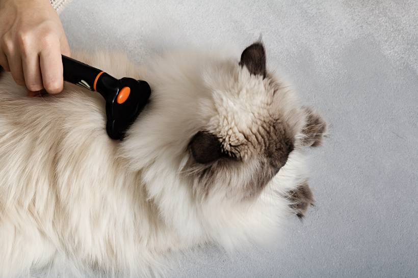 Birman vs Ragdoll: 5 Key Differences | Airtasker AU