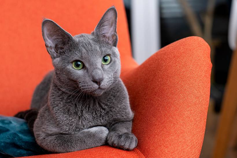 British Blue vs Russian Blue: A Definitive Guide | Airtasker AU