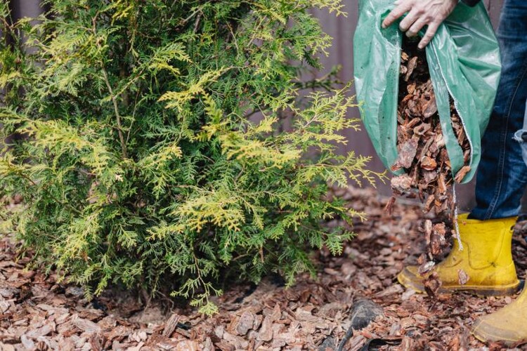 Bark Mulch vs Wood Chips: How Are They Different? | Airtasker UK