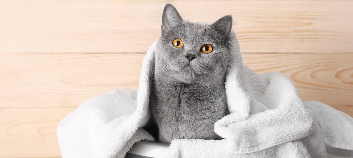 How to Groom a Cat at Home | Airtasker US