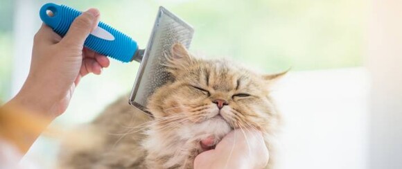How to Groom a Cat at Home | Airtasker US