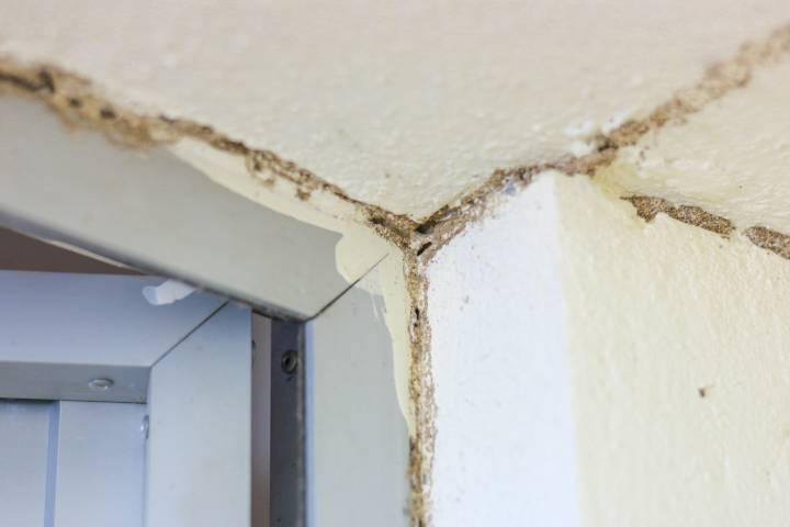 How much does termite treatment cost? | Airtasker US