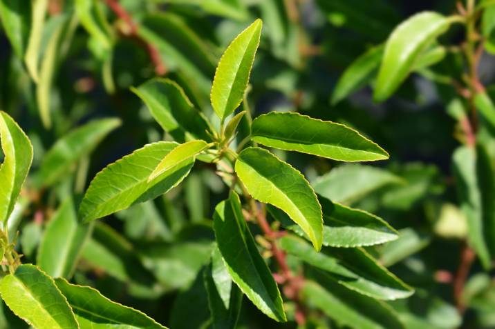 9 Best Evergreen Hedge Plants for a Lush Garden | Airtasker US