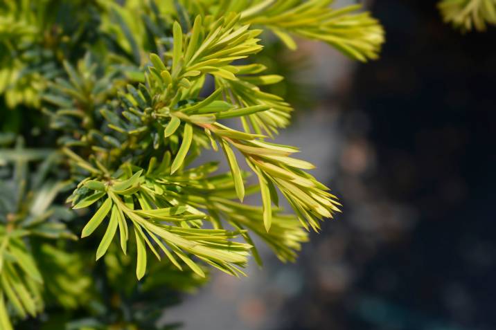 9 Best Evergreen Hedge Plants for a Lush Garden | Airtasker US