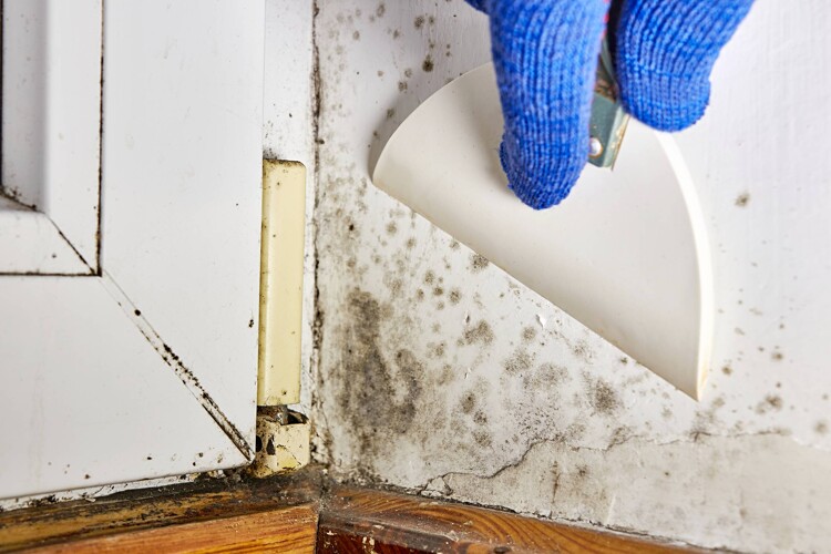 Mold vs. Mildew: What Are Their Differences? | Airtasker US