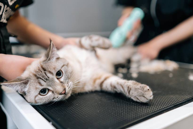 10 Grooming Style Options for Your Cat | Airtasker US