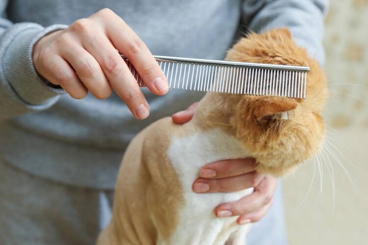 10 Grooming Style Options for Your Cat | Airtasker US