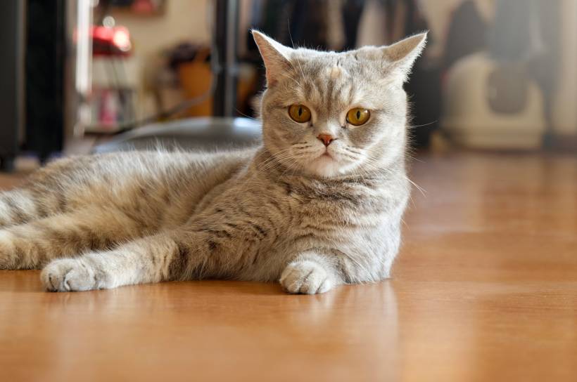 10 Grooming Style Options for Your Cat | Airtasker US