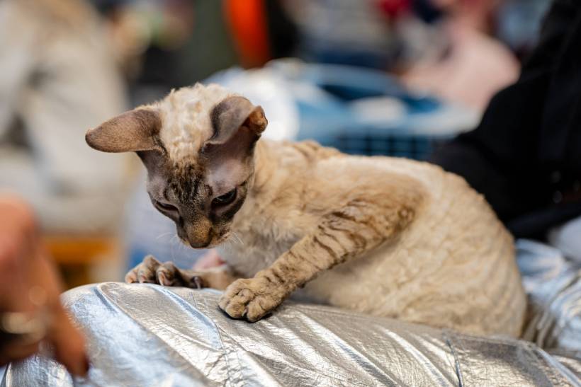 10 Grooming Style Options for Your Cat | Airtasker US